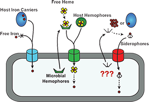 Scott Anthony Robson – Biochemist and NMR Spectroscopist